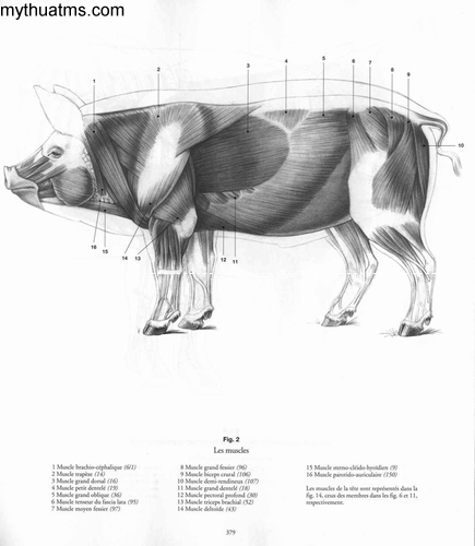 Giải phẫu cơ thể loài heo